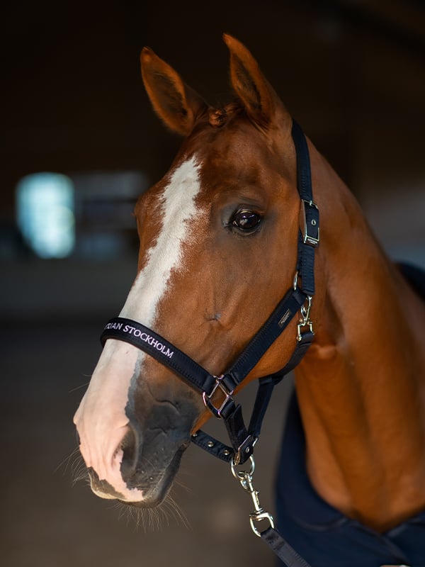 Nylon Halters – Equestrian Stockholm
